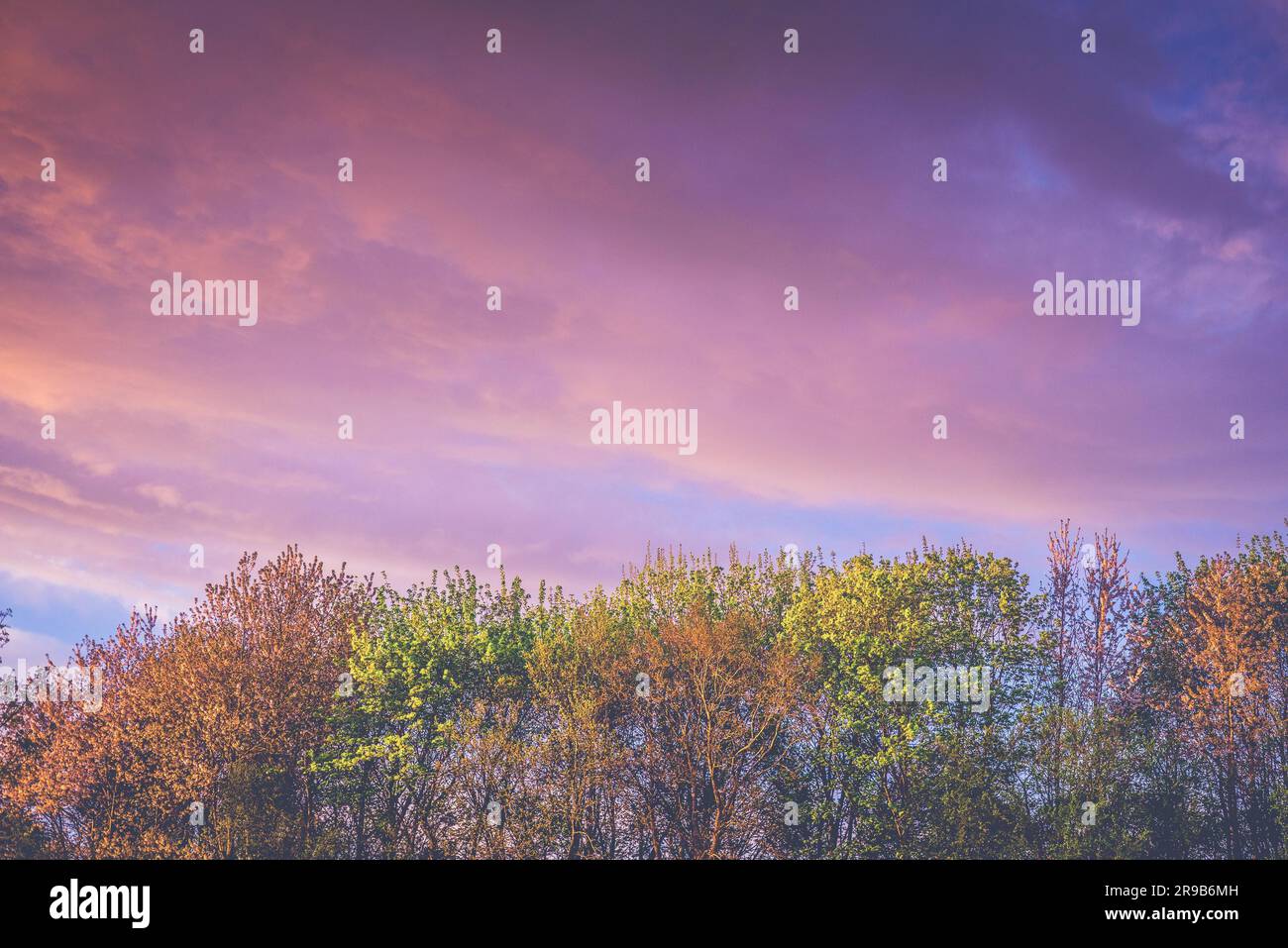 Trees in autumn colors in a violet sunrise in the fall Stock Photo - Alamy