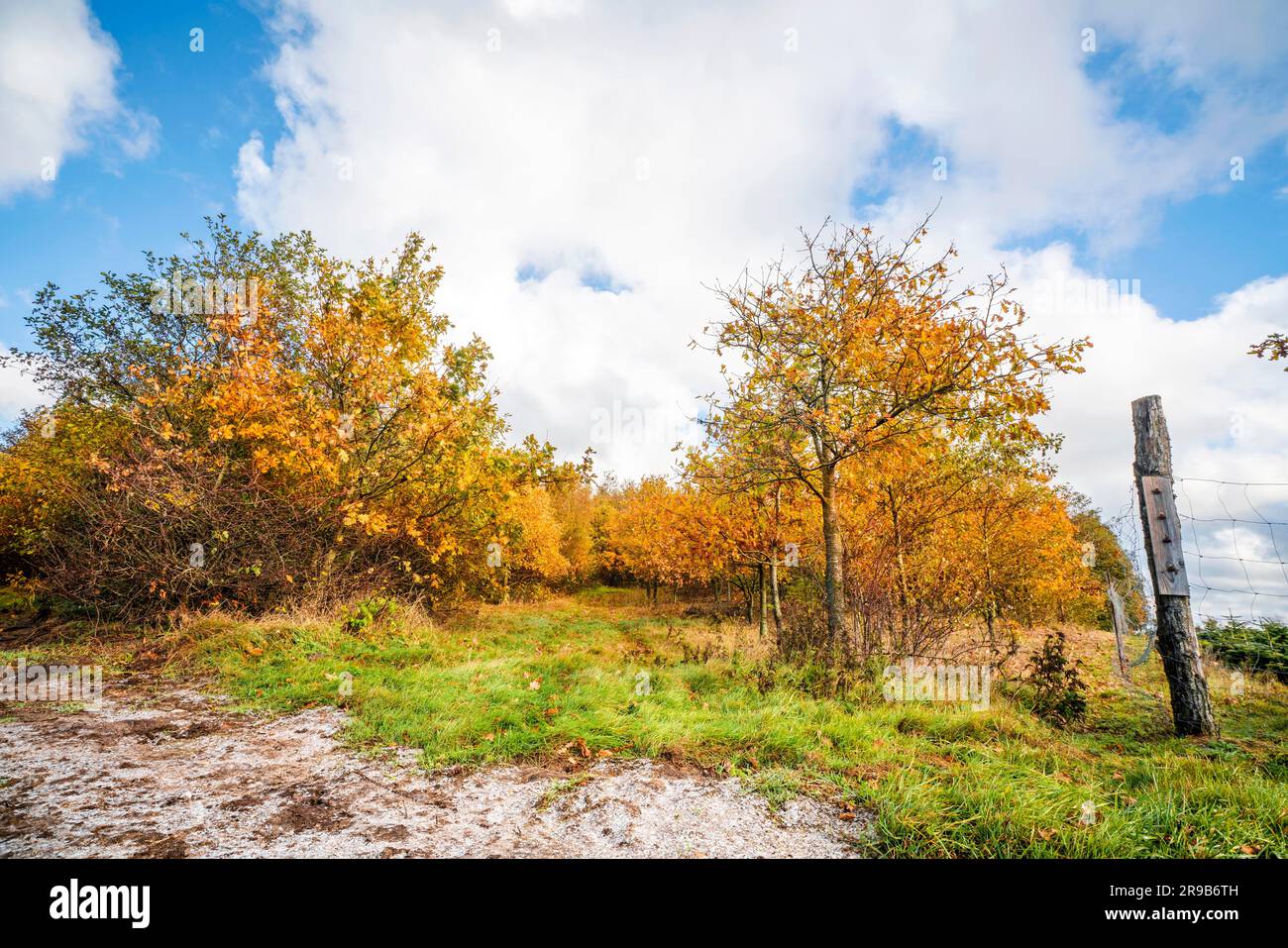 Trees in orange colors in the fall with a fence to the right in bright ...