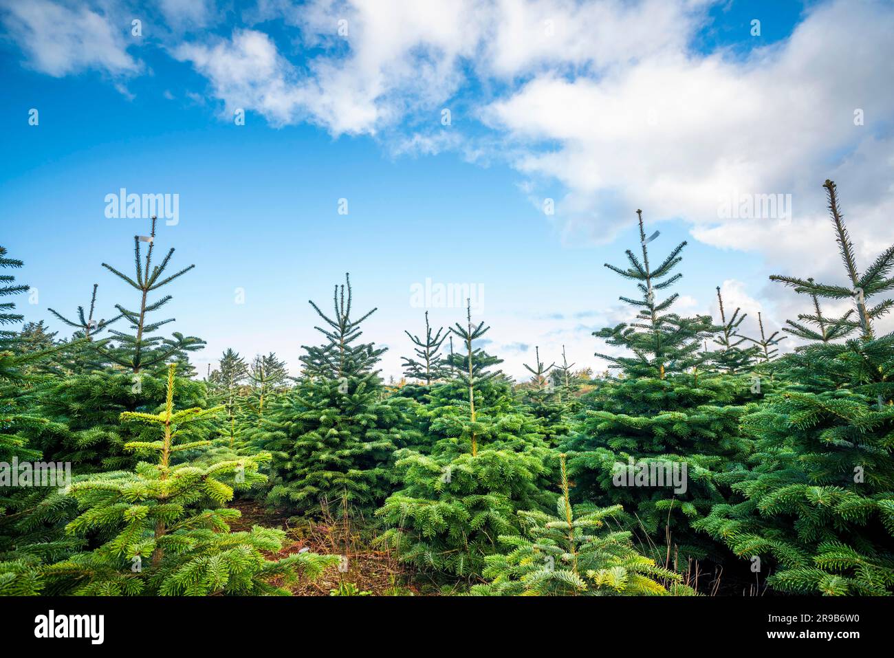 Pine tree plantation with small trees in green color under a blue sky ...