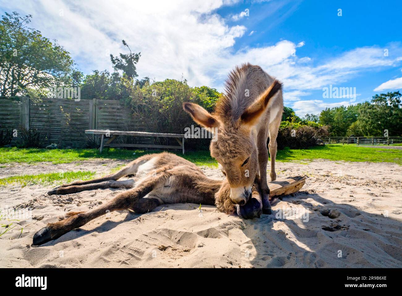 Donkey friends hi-res stock photography and images - Alamy