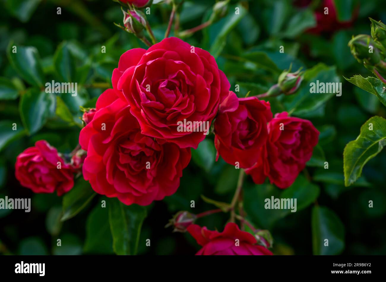 Red roses on branch hi-res stock photography and images - Alamy