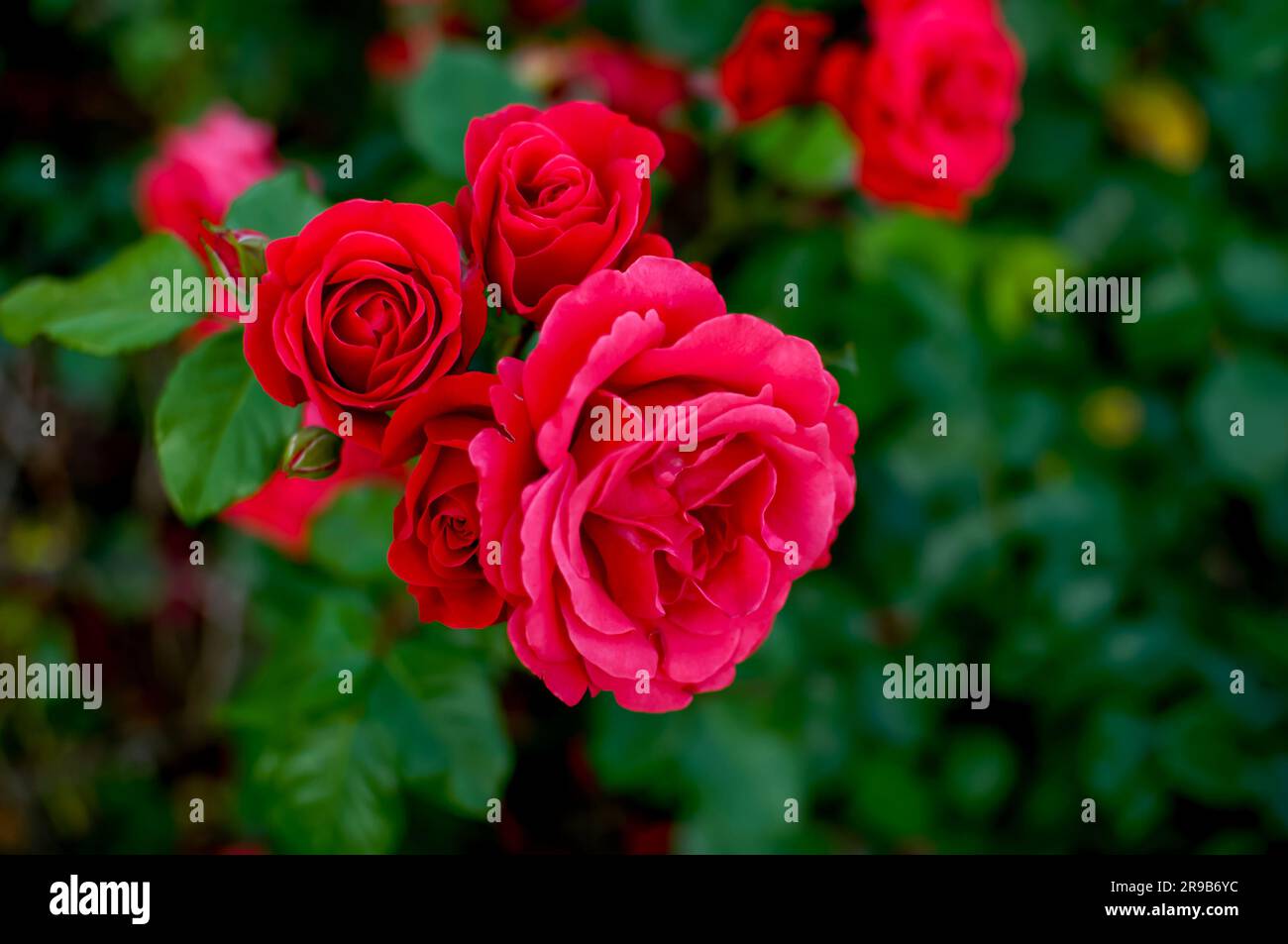 Red roses on branch hi-res stock photography and images - Alamy