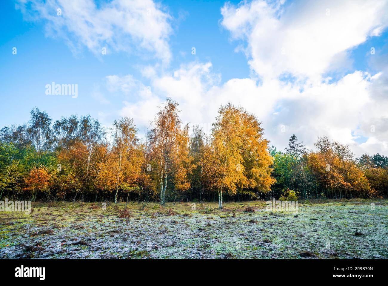 Yellow birch trees in autumn colors in the fall under a blue sky in ...