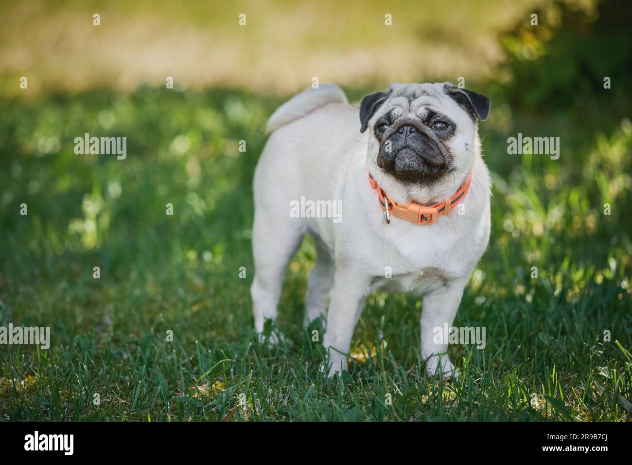 Cute dog on green grass background Stock Photo - Alamy