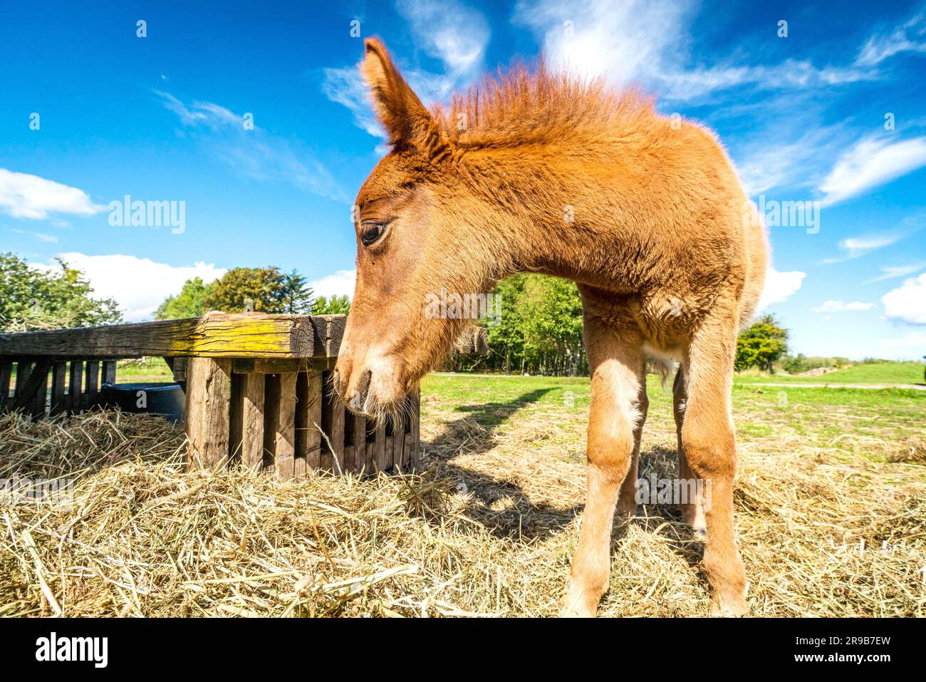 Foal eating hay at a farm in the summer under a blue sky in rural ...