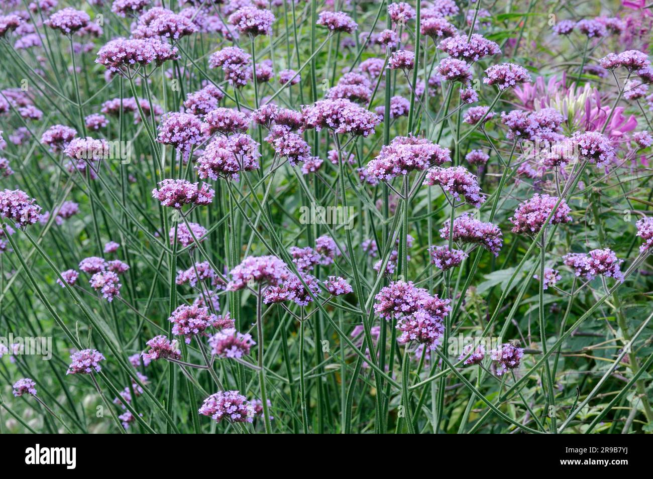 Purpletop vervain (Verbena bonariensis), Patagonian verbena Stock Photo ...