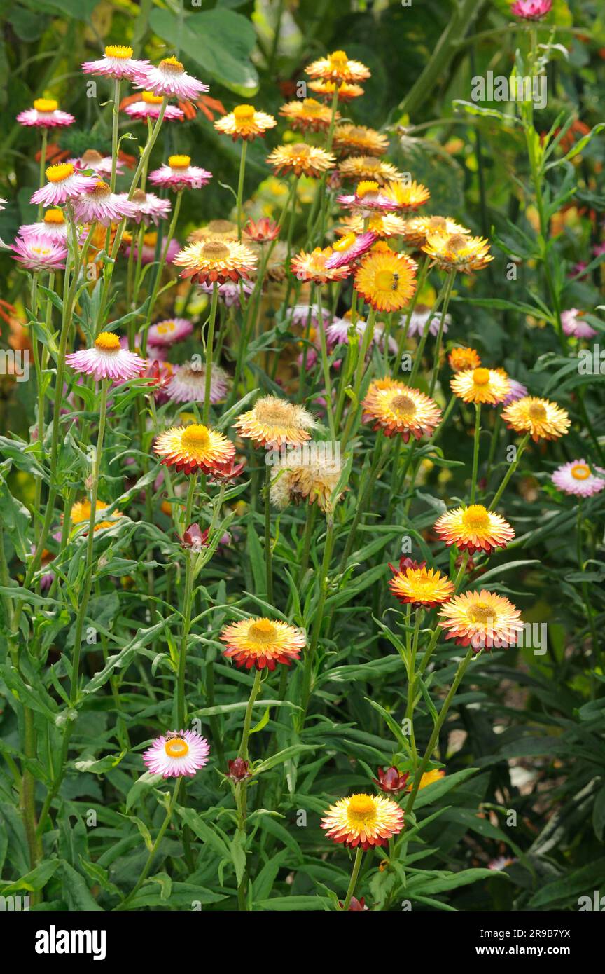 Golden everlasting (Helichrysum bracteatum Stock Photo - Alamy
