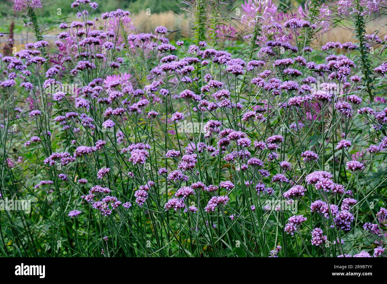 Purpletop vervain (Verbena bonariensis), Patagonian verbena Stock Photo ...