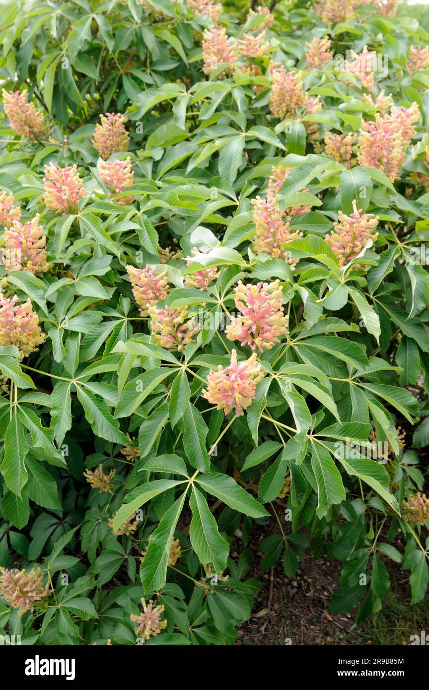 Bottlebrush buckeye hi-res stock photography and images - Alamy