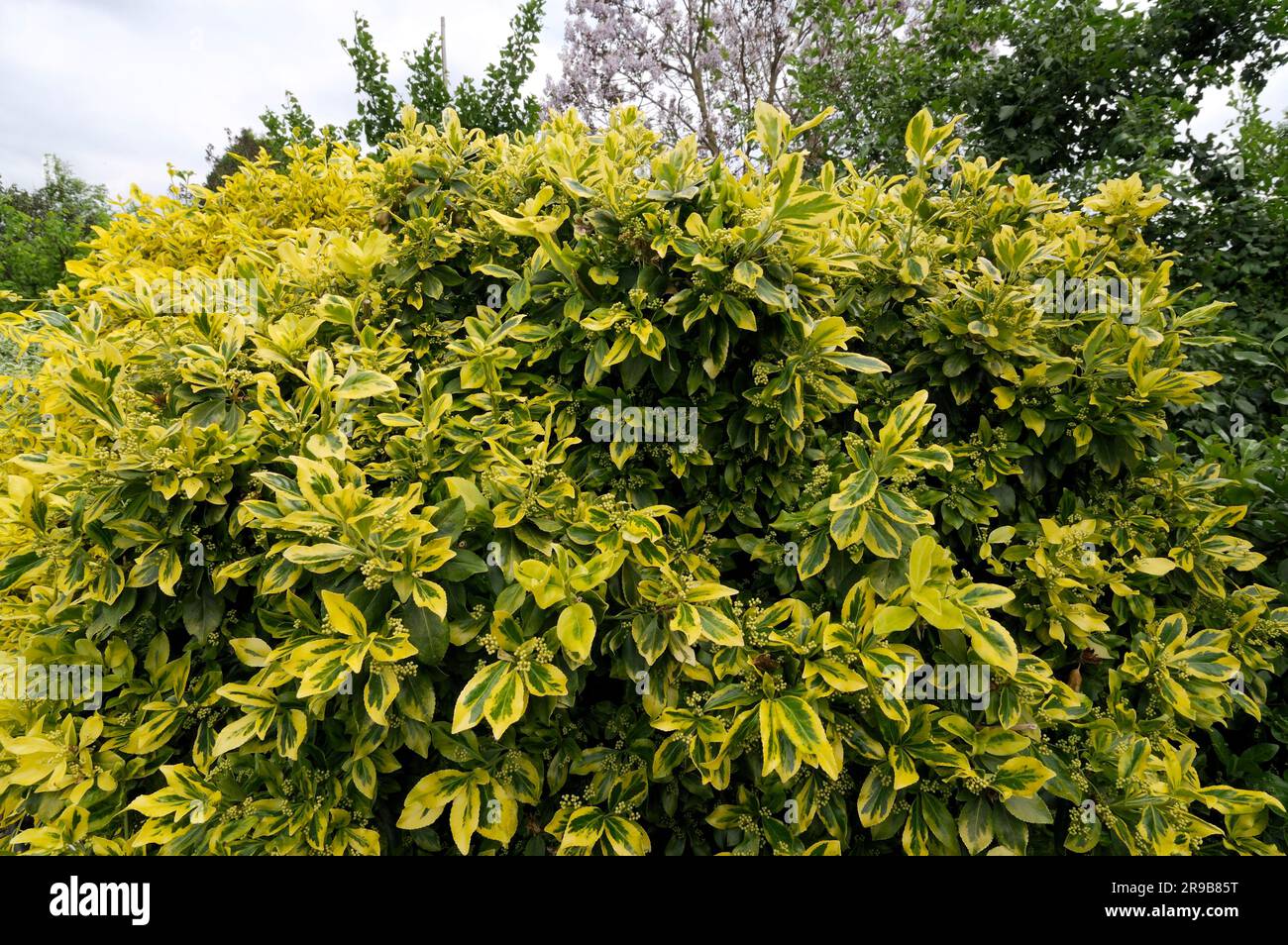 Yellow creeping spindle 'Emerald'n Gold' (Celastraceae), tree shrubs ...
