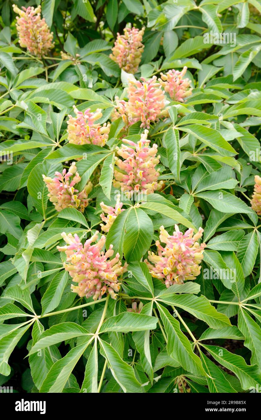 Nut or capsule of bottlebrush buckeye hi-res stock photography and ...
