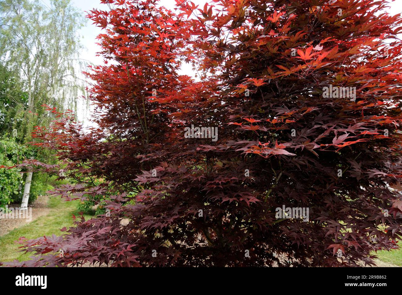 Japanese maple 'Fireglow' (Acer palmatum Stock Photo - Alamy