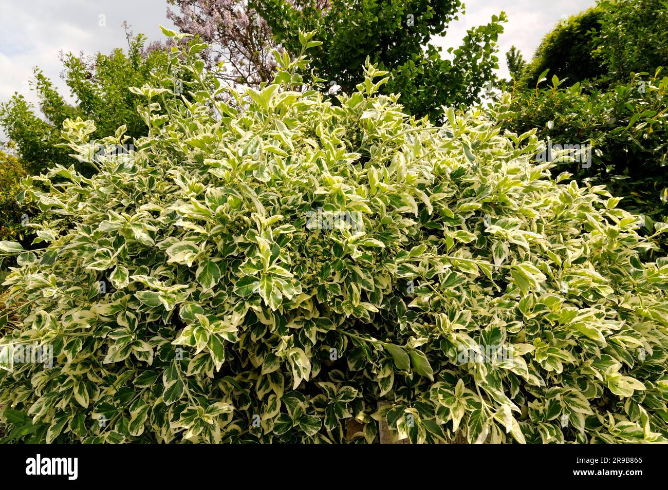 White creeping spindle 'Emerald'n Gold' (Celastraceae), tree shrubs ...