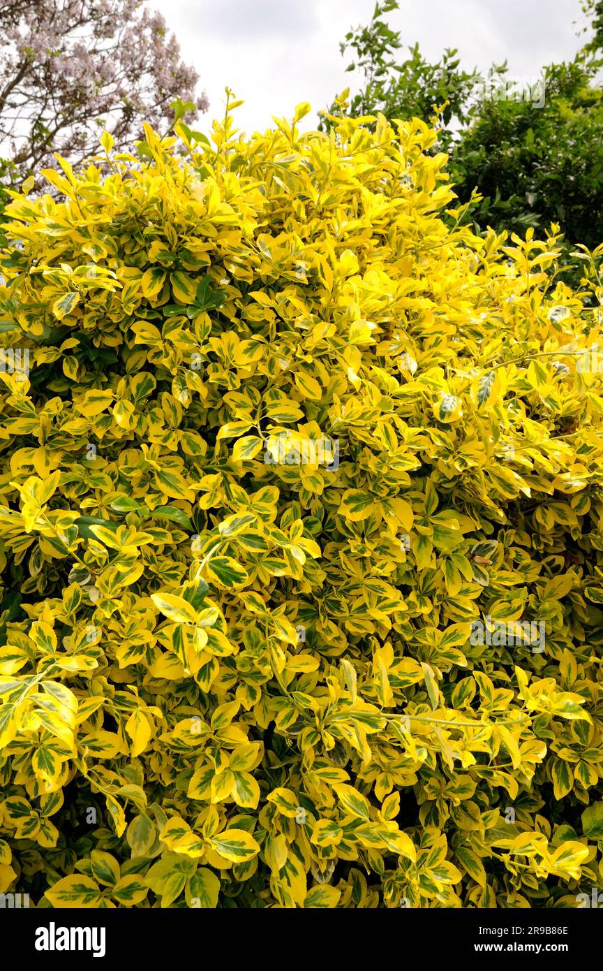 Yellow creeping spindle 'Emerald'n Gold' (Celastraceae), tree shrubs ...