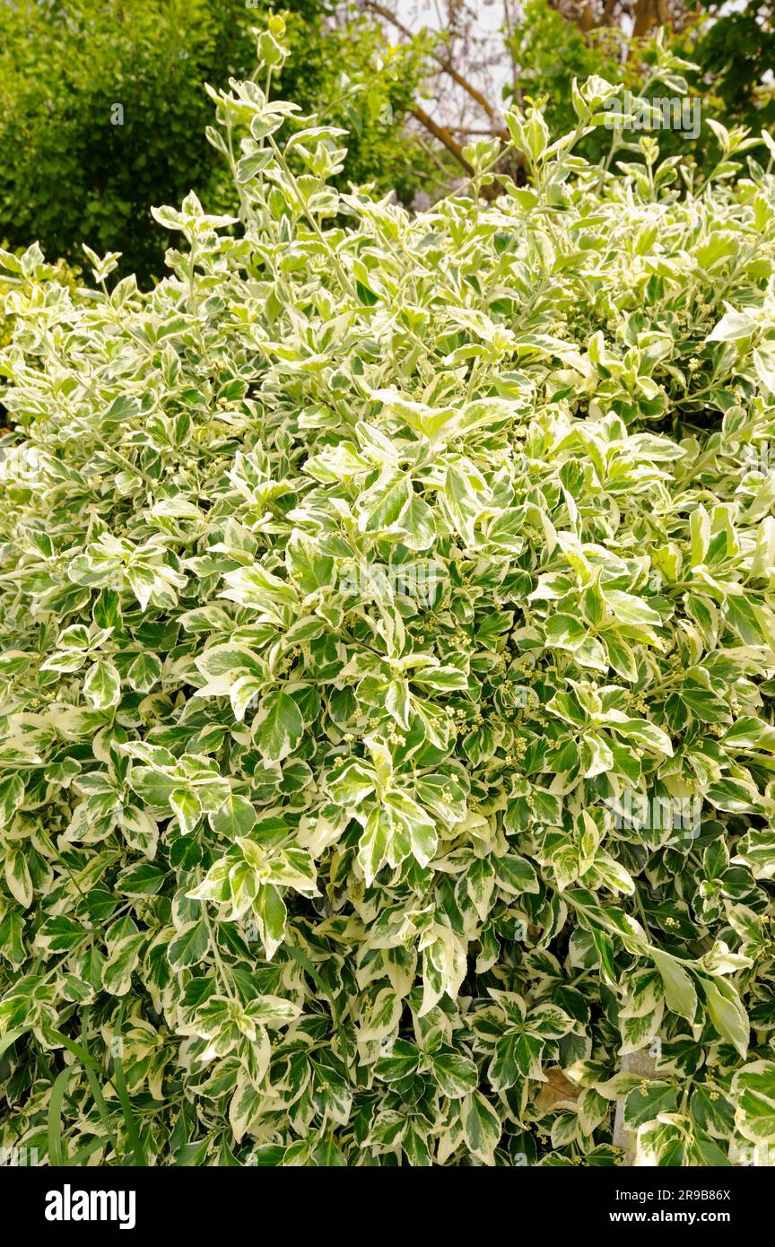 White creeping spindle 'Emerald'n Gold' (Celastraceae), tree shrubs ...