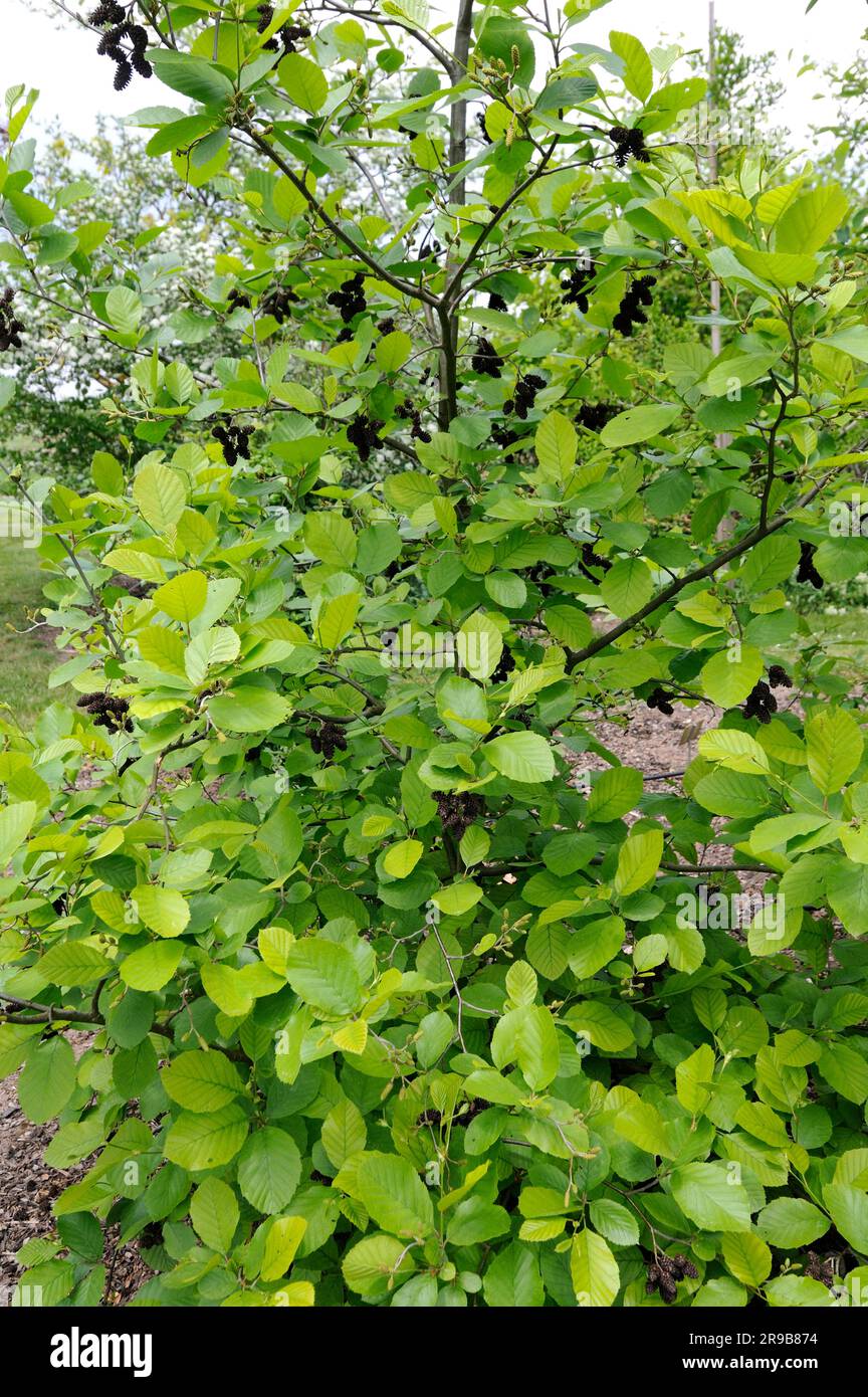 Alnus japonica (Alnus japonica Stock Photo - Alamy