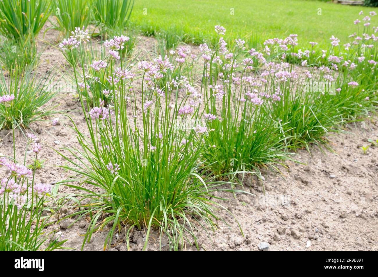 Mouse garlic (Allium angulosum Stock Photo - Alamy