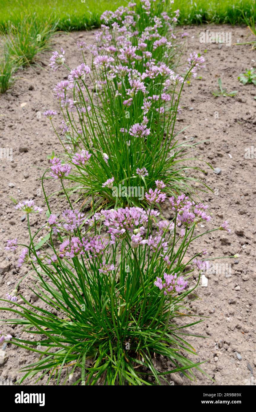 Mouse garlic (Allium angulosum Stock Photo - Alamy