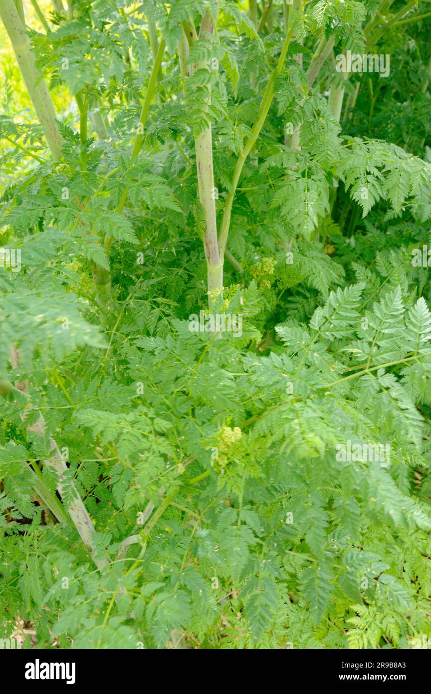 Spotted hemlock, Spotted hemlock (Conium maculatum), Bangenkraut, Blood ...