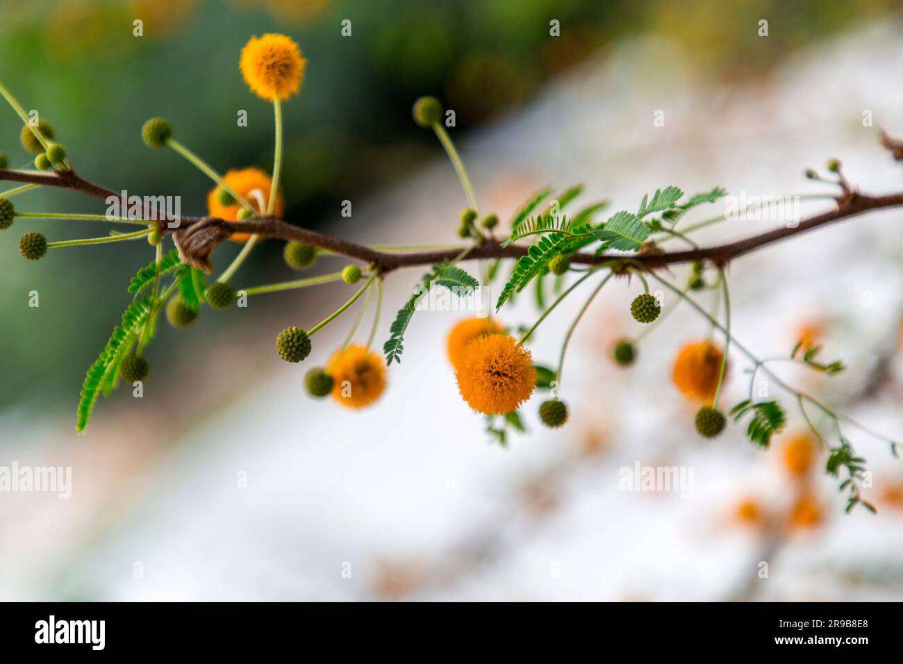 Australian mimosa hi-res stock photography and images - Alamy