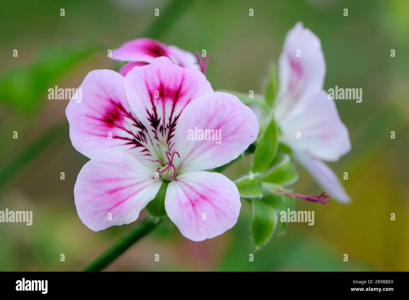 Geranium Kirstenbosch (Pelargonium citronellum Stock Photo - Alamy