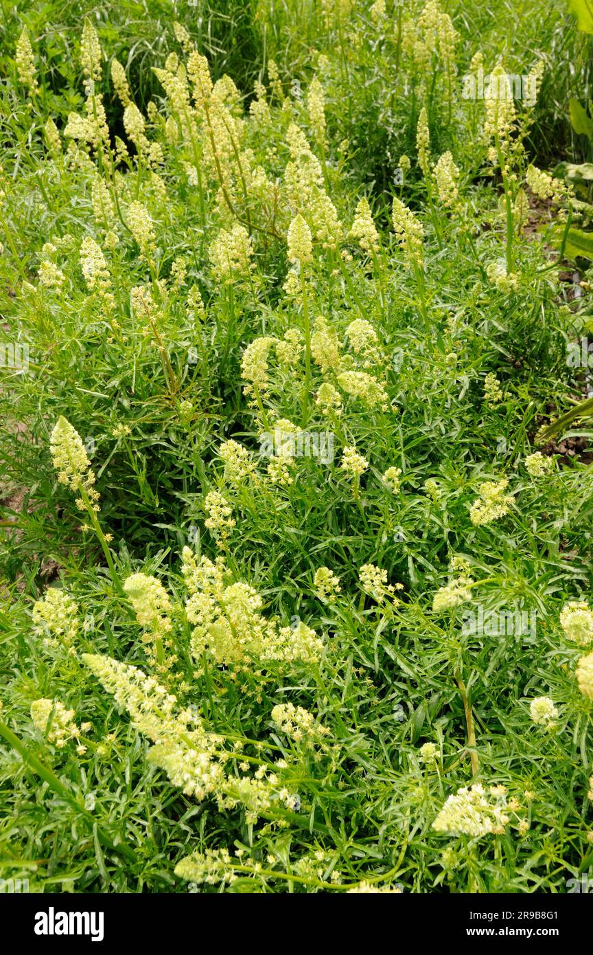 Wild mignonette (Reseda lutea), wild reseda, reseda family (Resedaceae ...