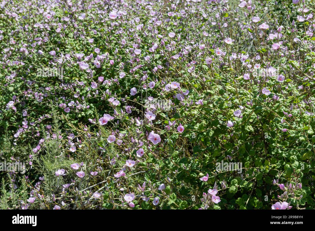 Native californian plant hi-res stock photography and images - Alamy