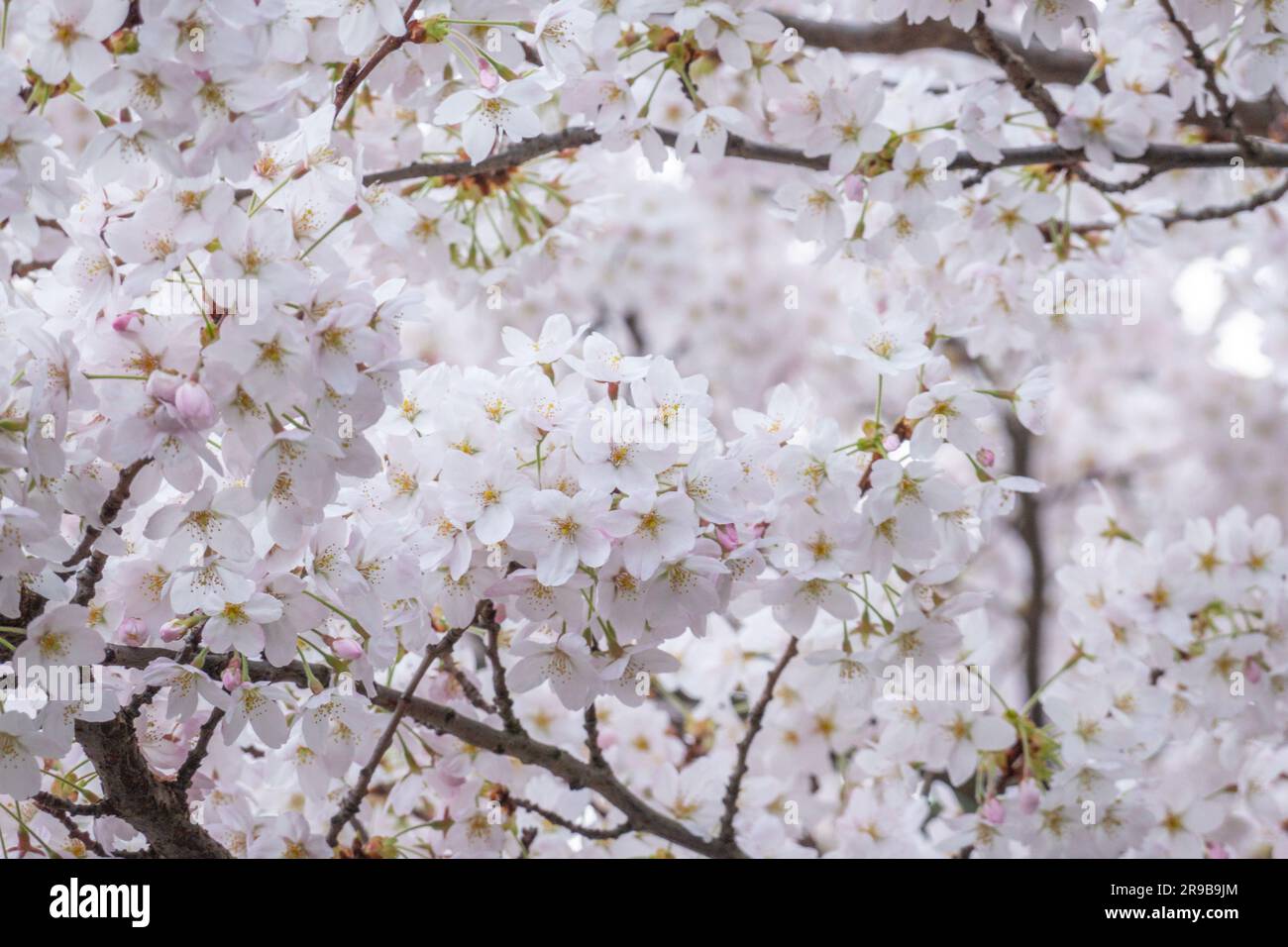 Cherry Blossom at Royal Albert Hall London Stock Photo - Alamy