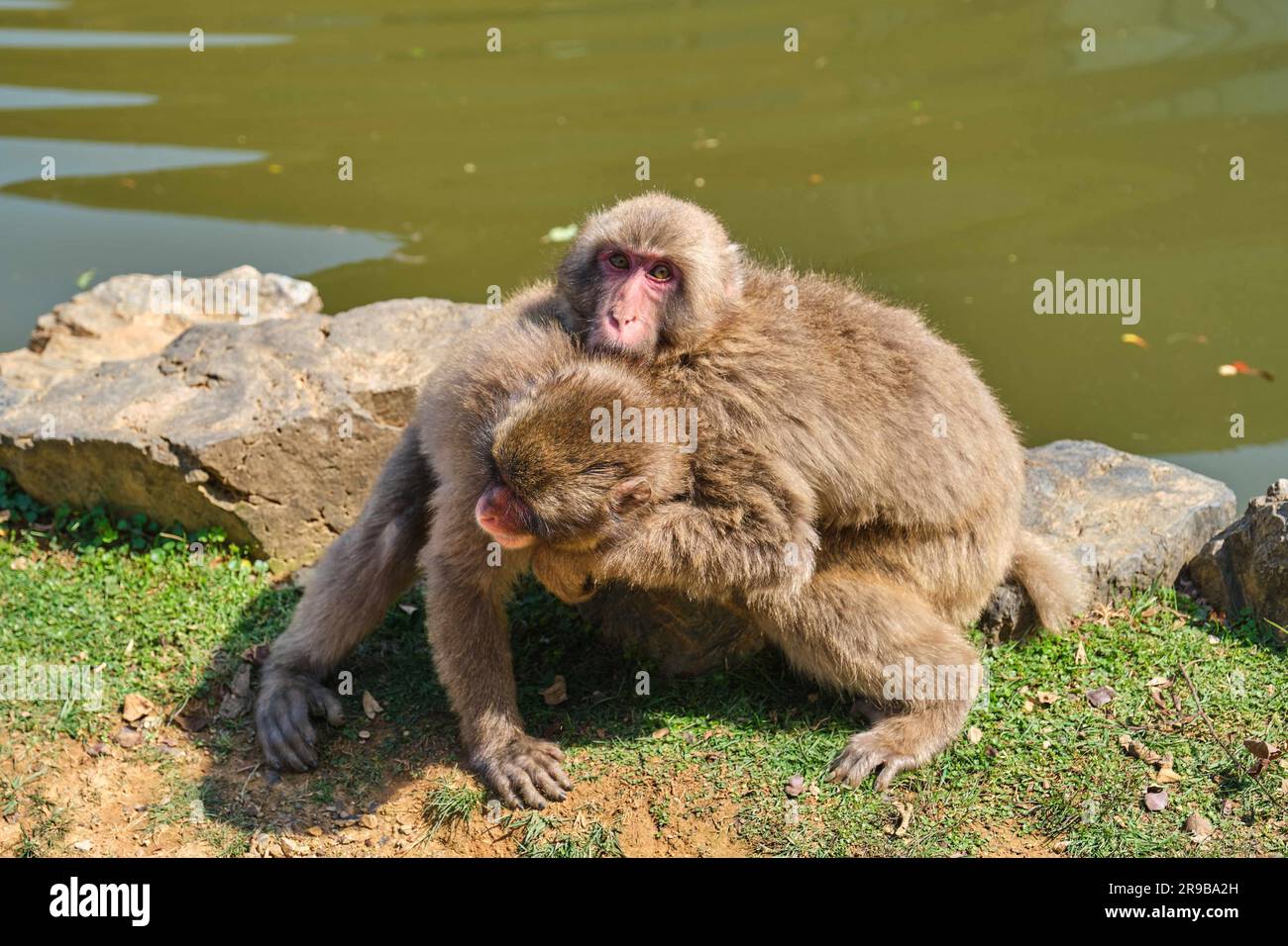 Two Japanese Macaque playing at Arashiyama Monkey Park Iwatayama in ...