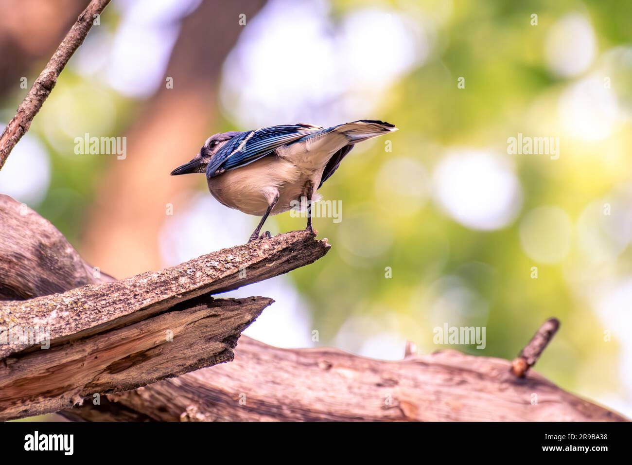 Blue Jay Perched Stock Photo - Alamy