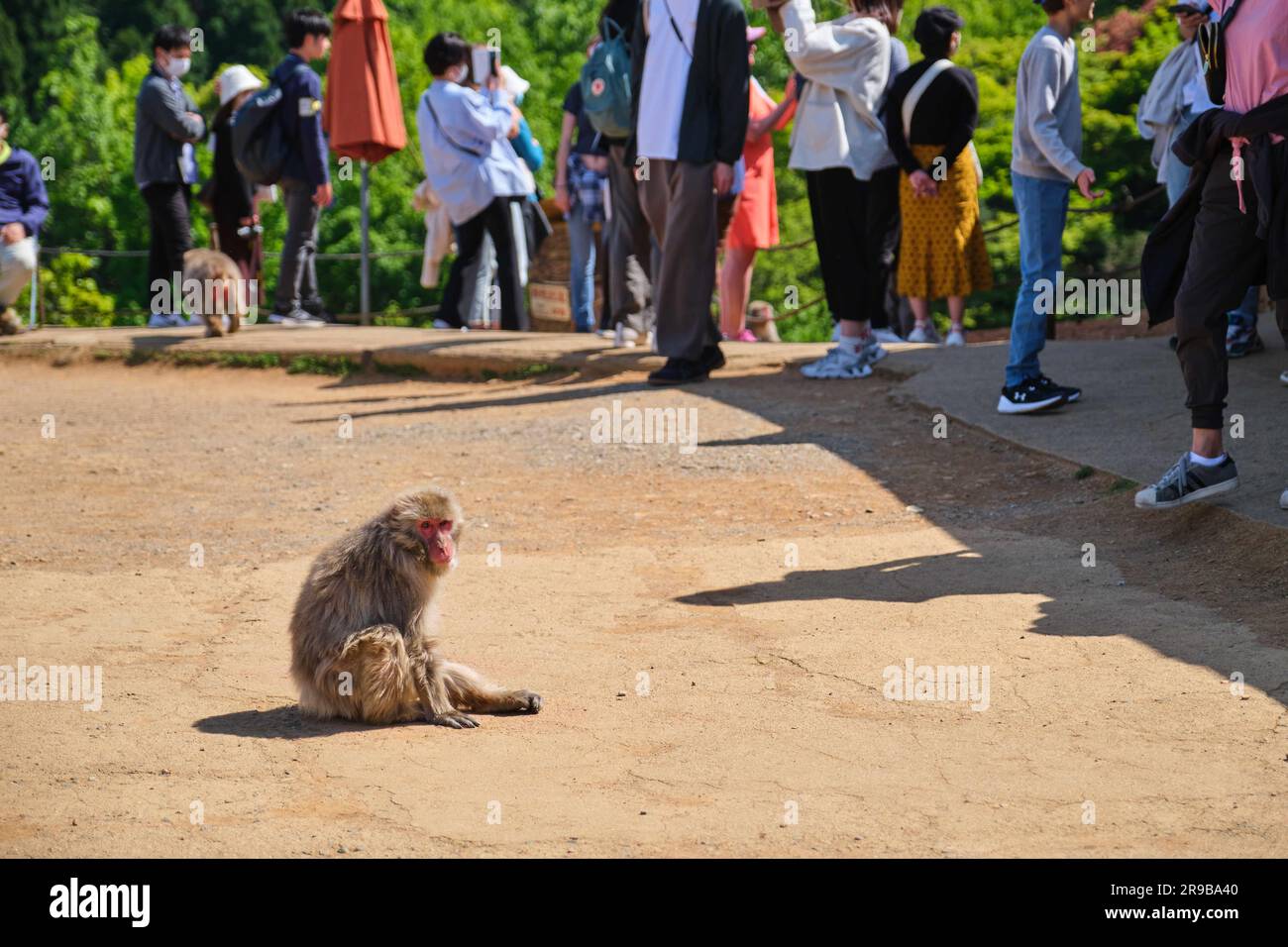Japanese Macaque and tourists at Arashiyama Monkey Park Iwatayama in ...