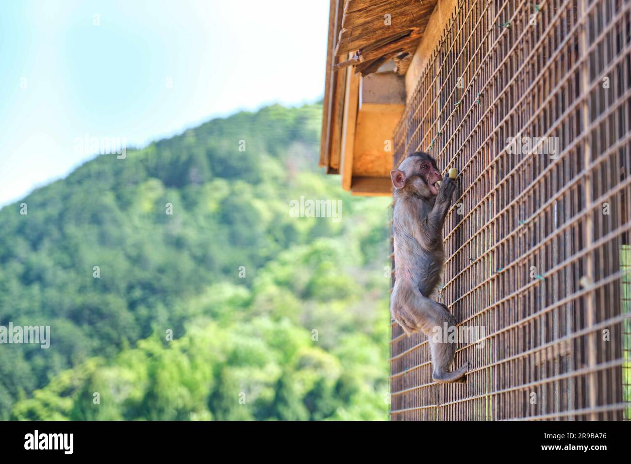 Young Japanese Macaque eating fruit at Arashiyama Monkey Park Iwatayama ...