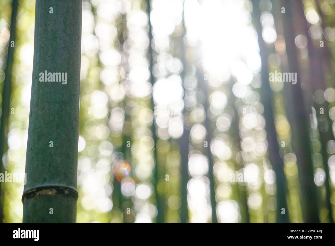 Blurred Arashiyama Bamboo Forest and sunbeam in Kyoto, Japan. Green ...
