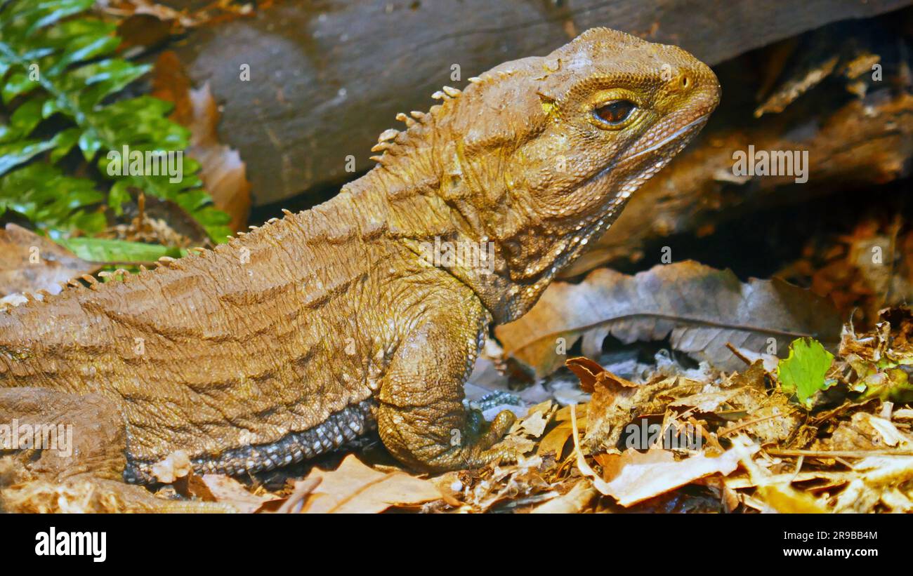 An endemic New Zealand reptile, the Tuatara, basking in the sun Stock ...