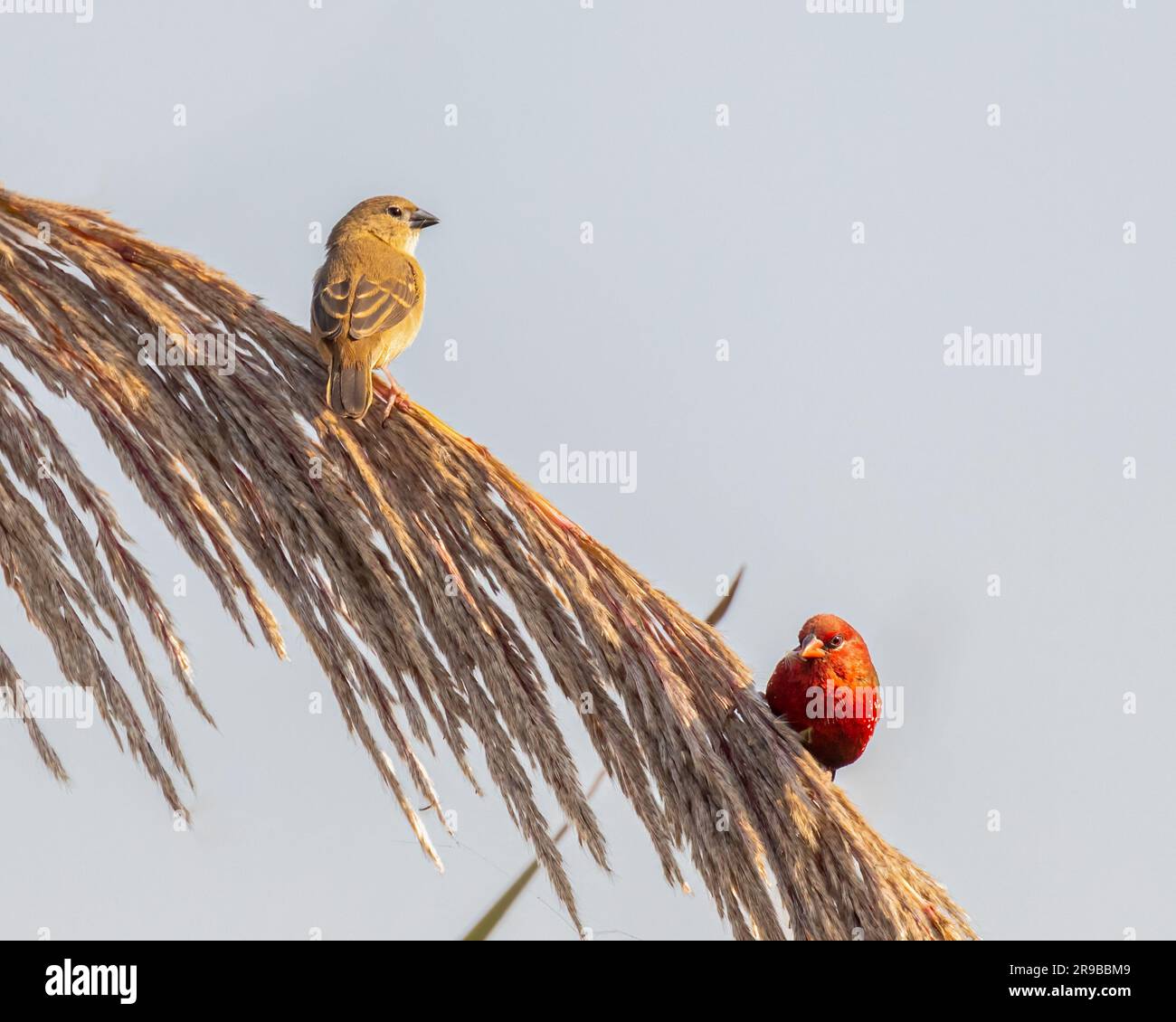 Two small birds perched on a tree branch, nestled on a bed of straw ...