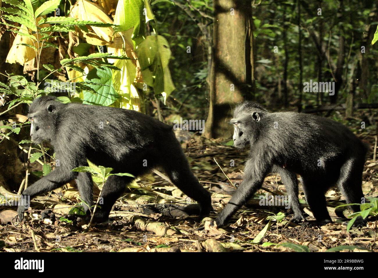 Two individuals of Sulawesi black-crested macaque (Macaca nigra) are ...