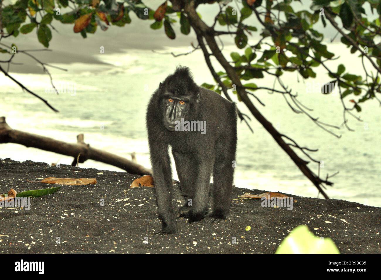 A crested macaque (Macaca nigra) is photographed as it is pausing from ...