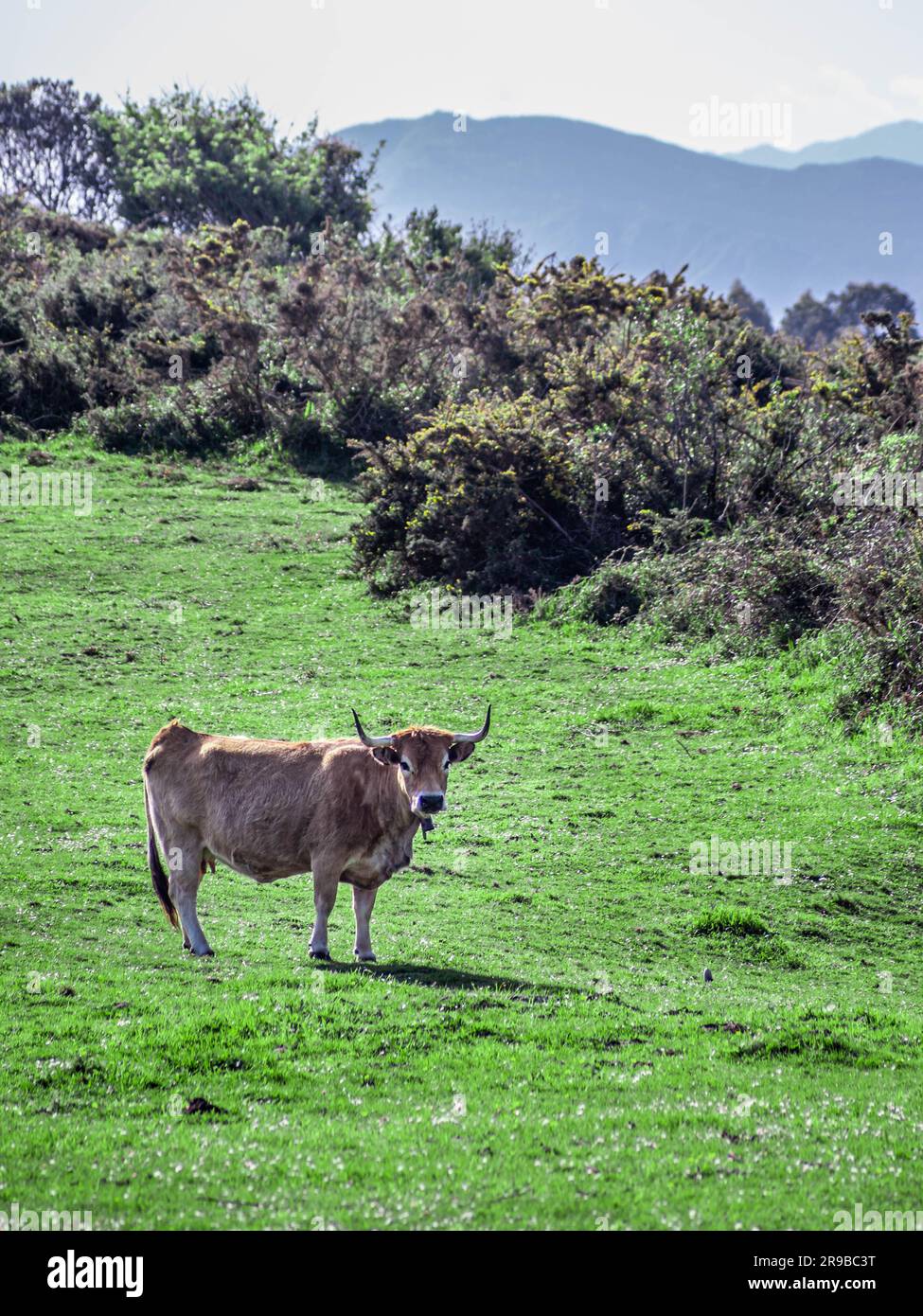 An adult bull stands atop a grassy hill, surveying the area with a ...