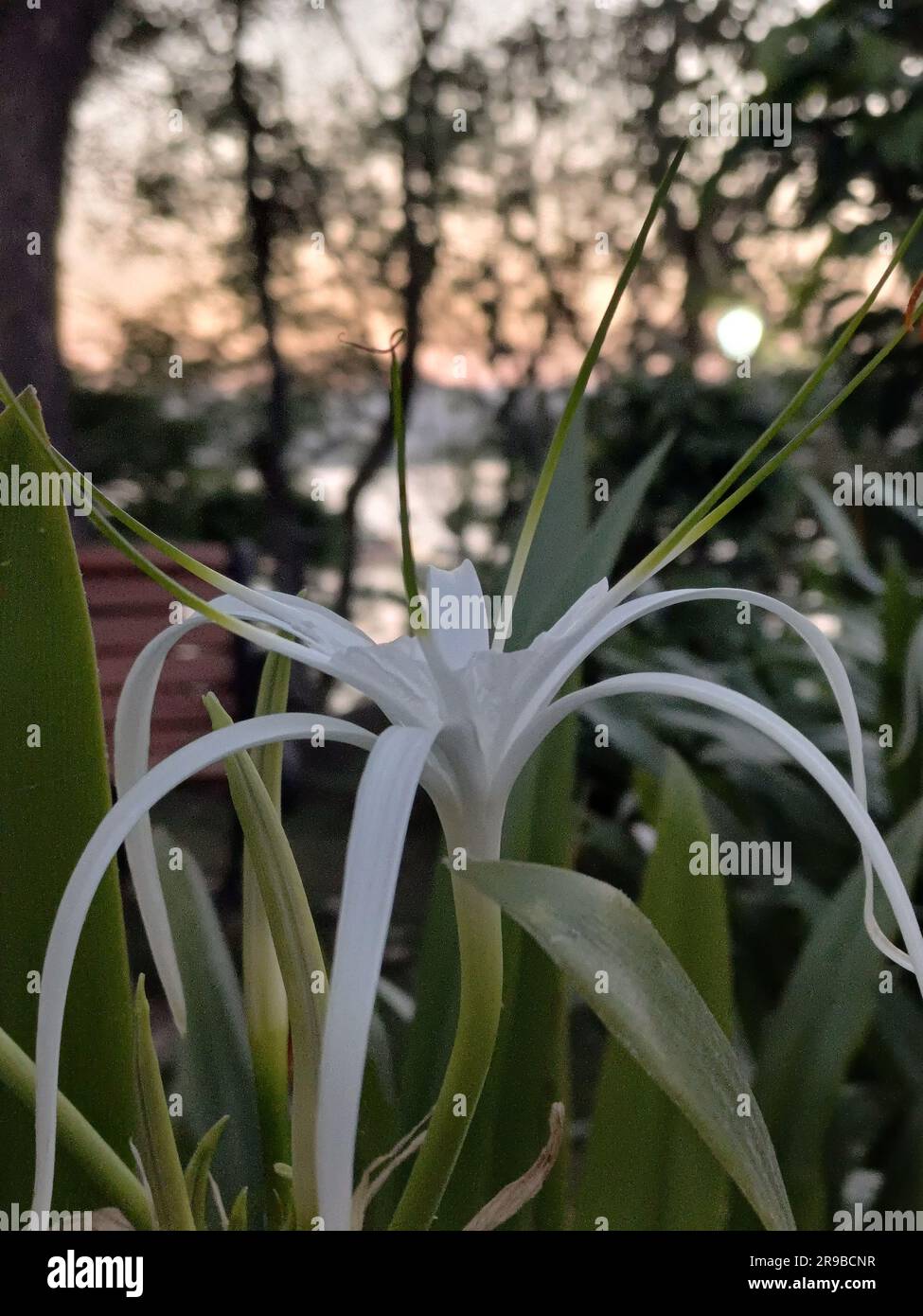 A pristine white Liriope flower blooming in a lush garden next to a ...