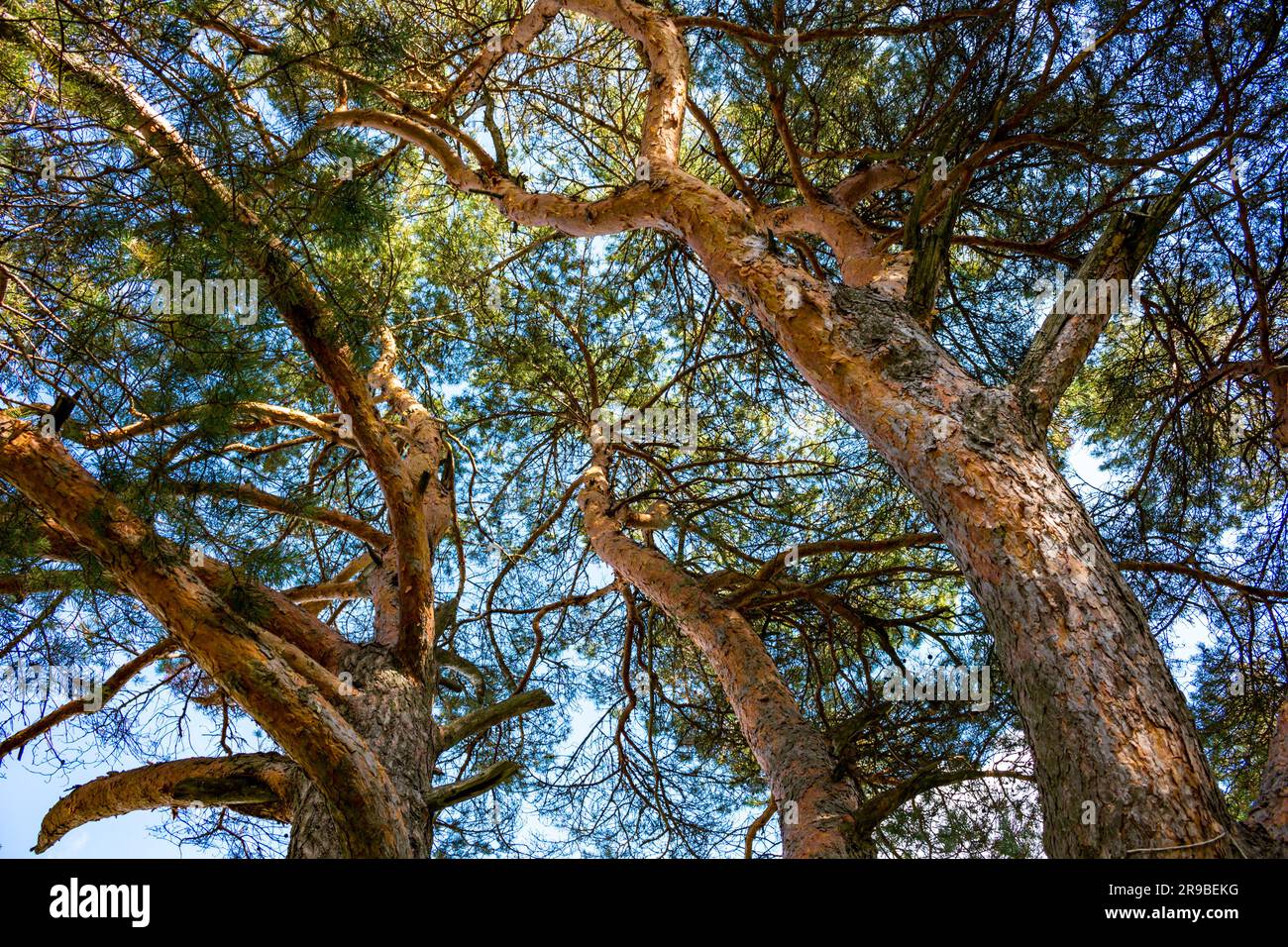 Crown of big pine tree, in nature Stock Photo - Alamy