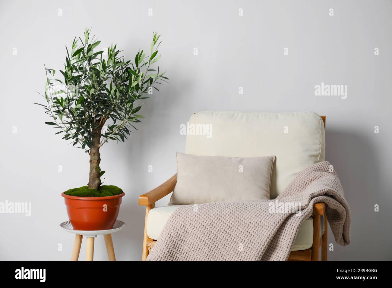 Pot with olive tree near cozy armchair in room. Interior design Stock ...