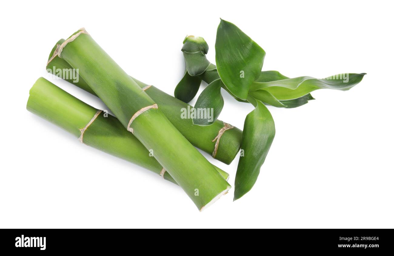 Pieces of beautiful green bamboo stems on white background, top view ...