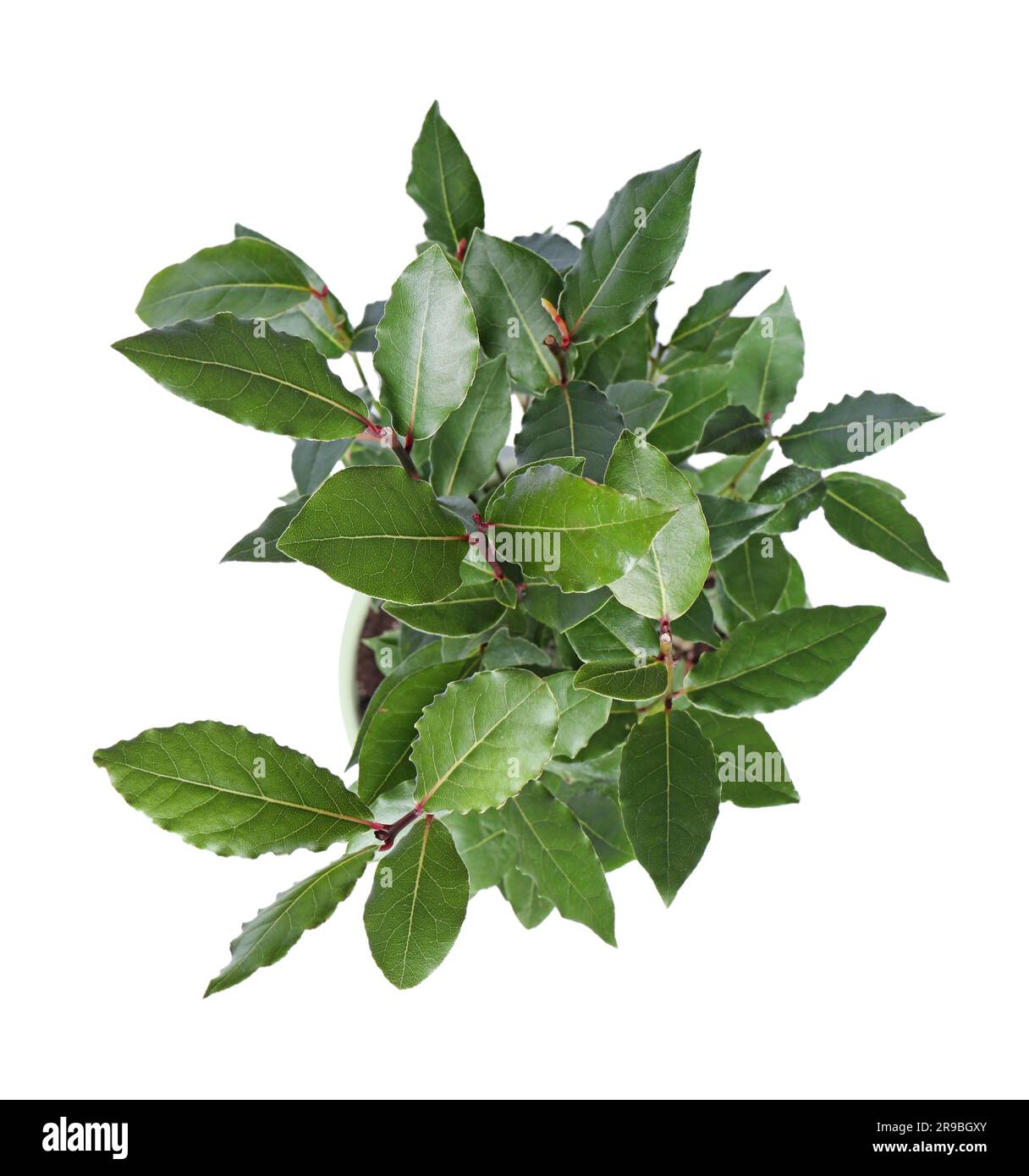 Beautiful bay tree with leaves growing in pot isolated on white, top ...