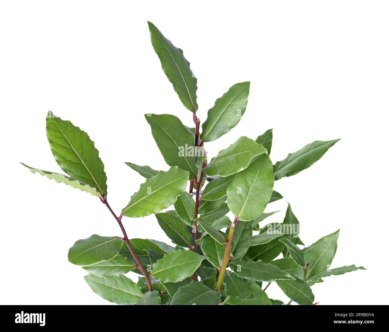 Branches with bay leaves isolated on white Stock Photo - Alamy