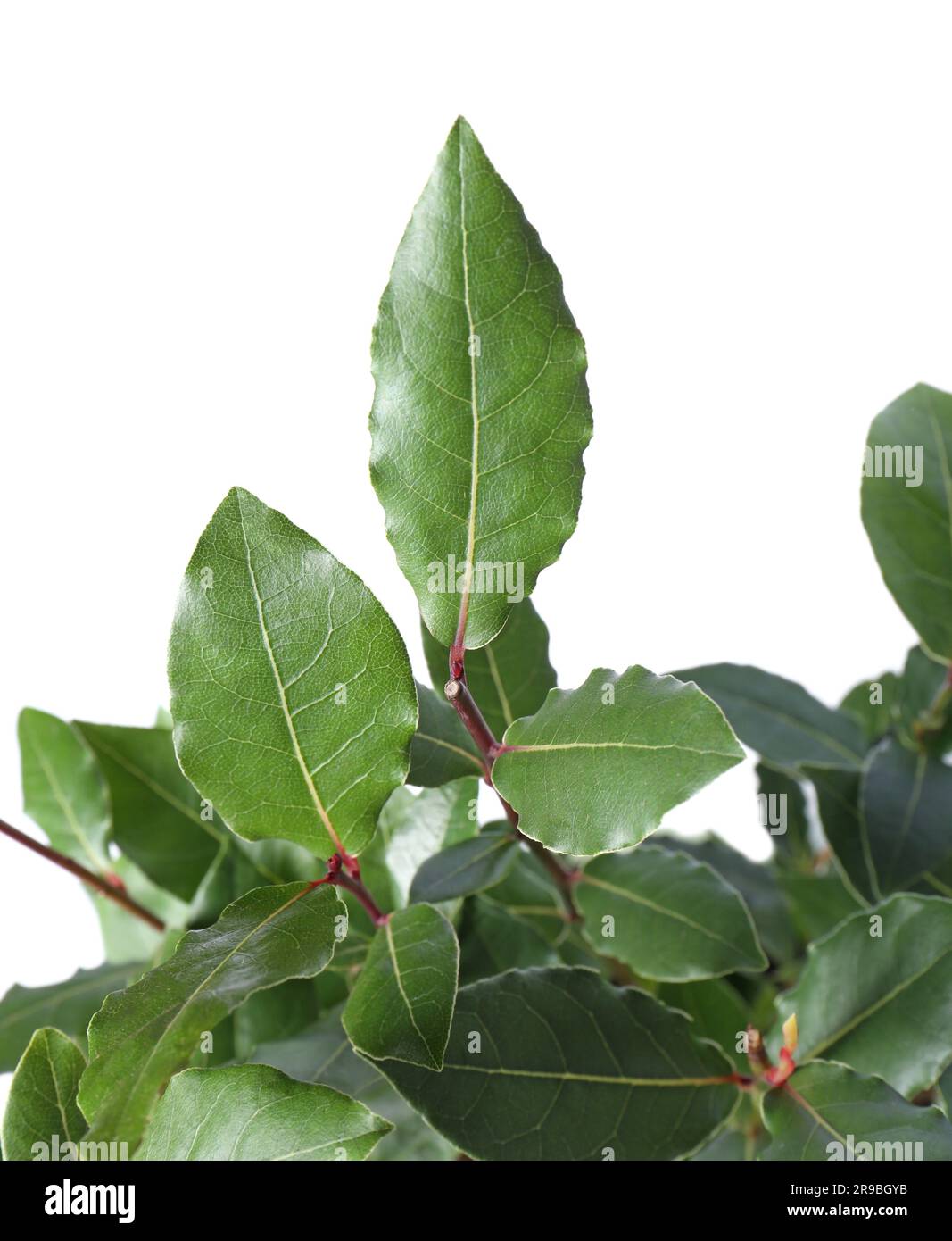 Branches with bay leaves isolated on white Stock Photo - Alamy