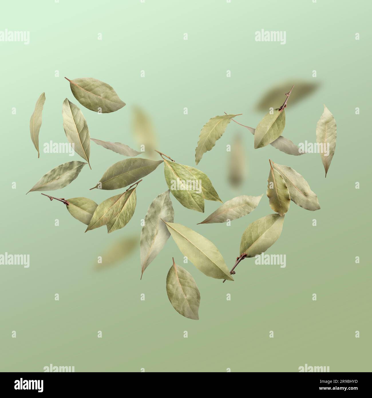Dry bay leaves falling on olive color gradient background Stock Photo ...