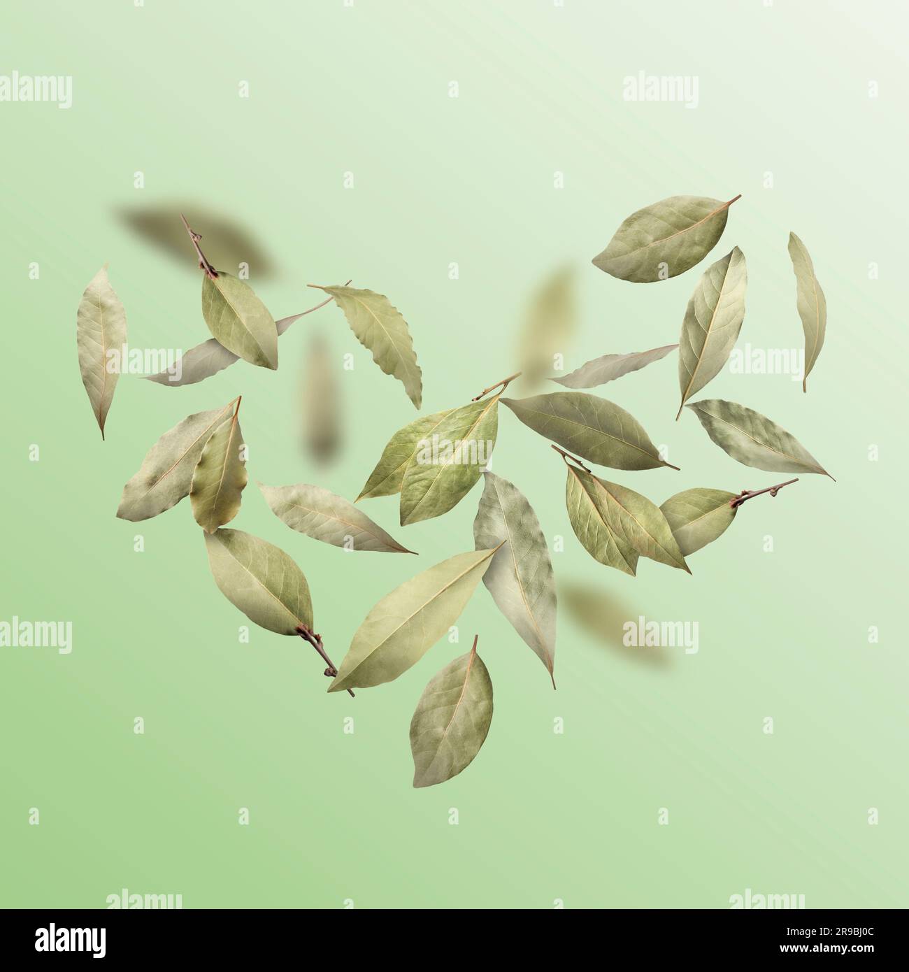 Dry bay leaves falling on light green gradient background Stock Photo ...