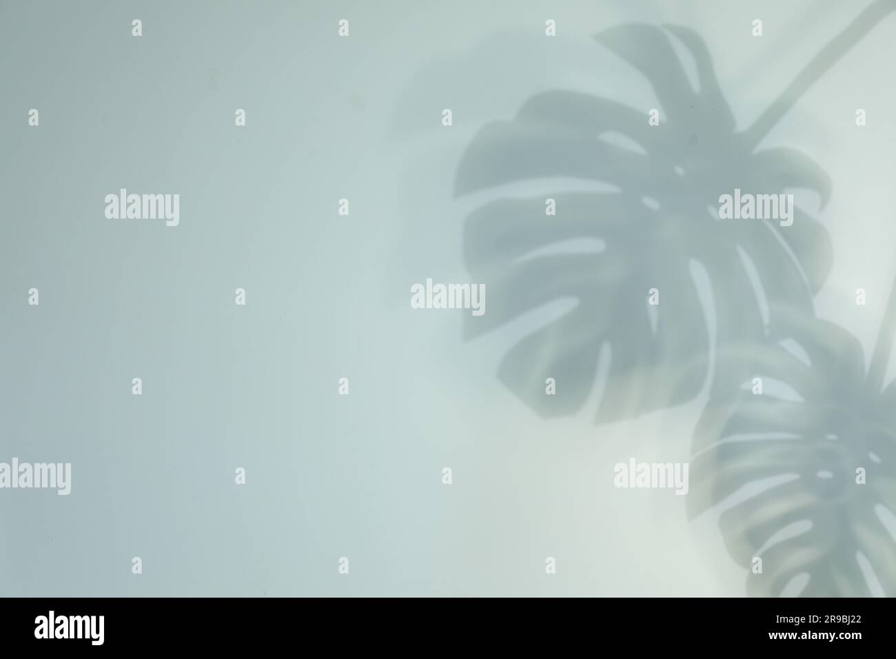 Shadow of monstera plant leaves on light background, space for text ...