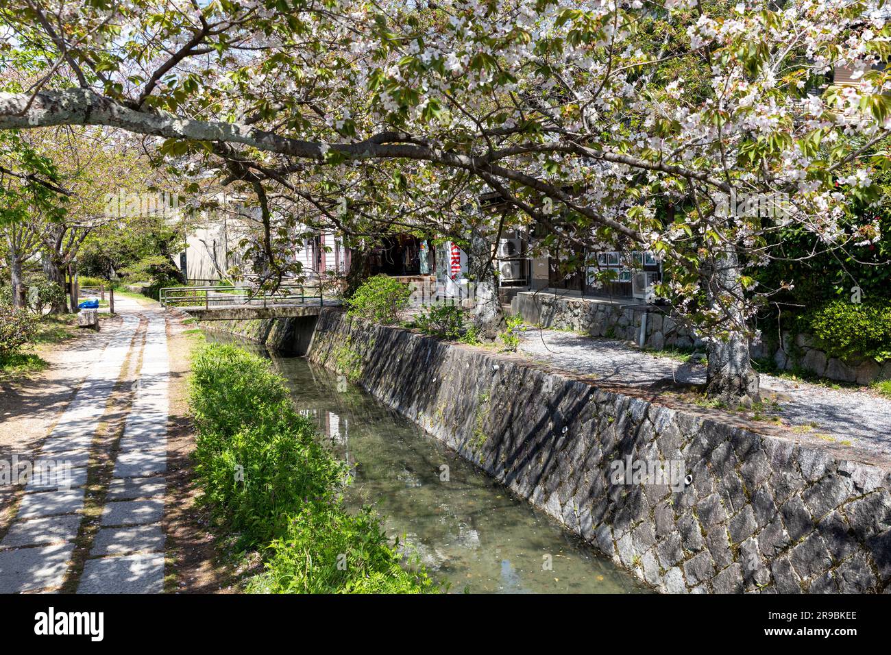 The Philosophers walk path in Kyoto during spring 2023 with cherry ...