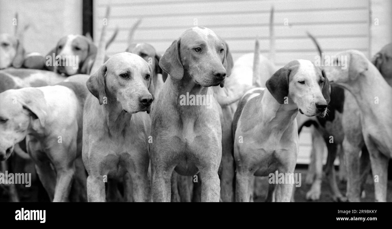 A black and white shot of a group of dogs standing side by side in an ...
